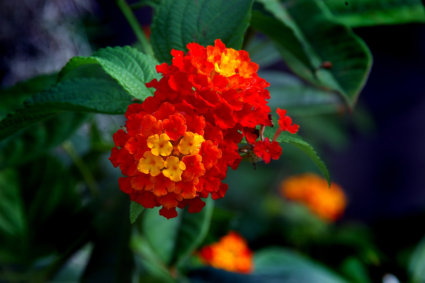 lantana flower - Lantana Aviary