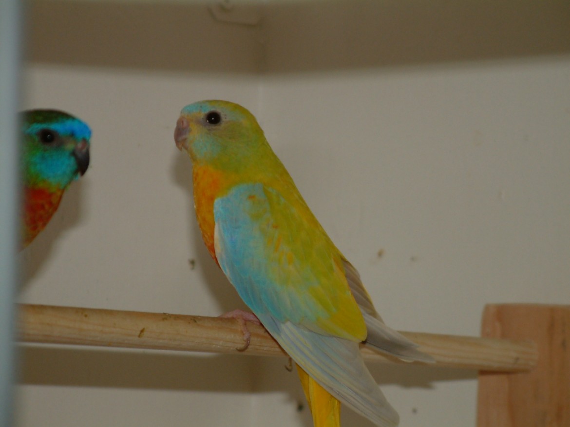 #A09 (dilute, opaline 0.1) - Lantana Aviary