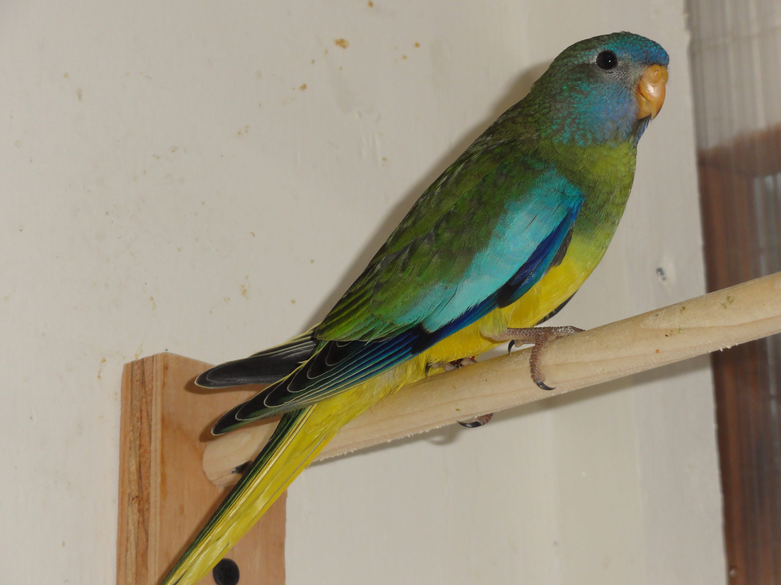 #50 (normal / par-blue 1.0) - Lantana Aviary