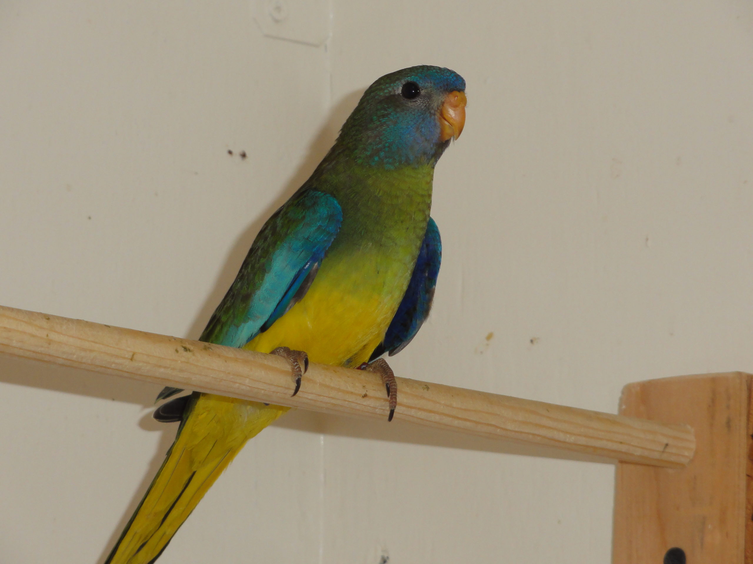 #50 (normal / par-blue 1.0) - Lantana Aviary