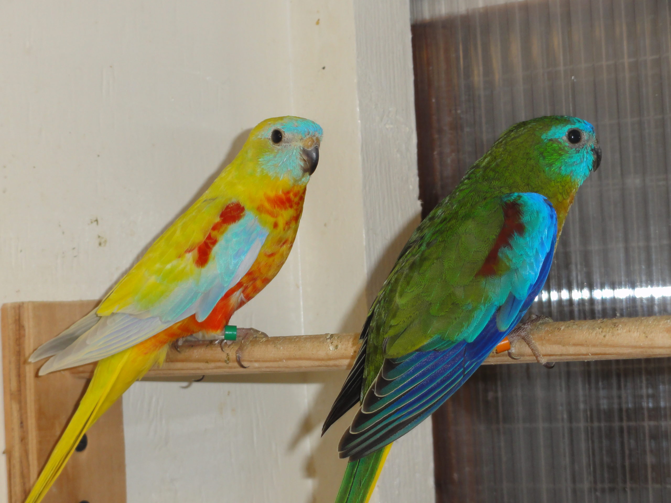#58 turquoisine (dilute / opaline 1.0) - Lantana Aviary