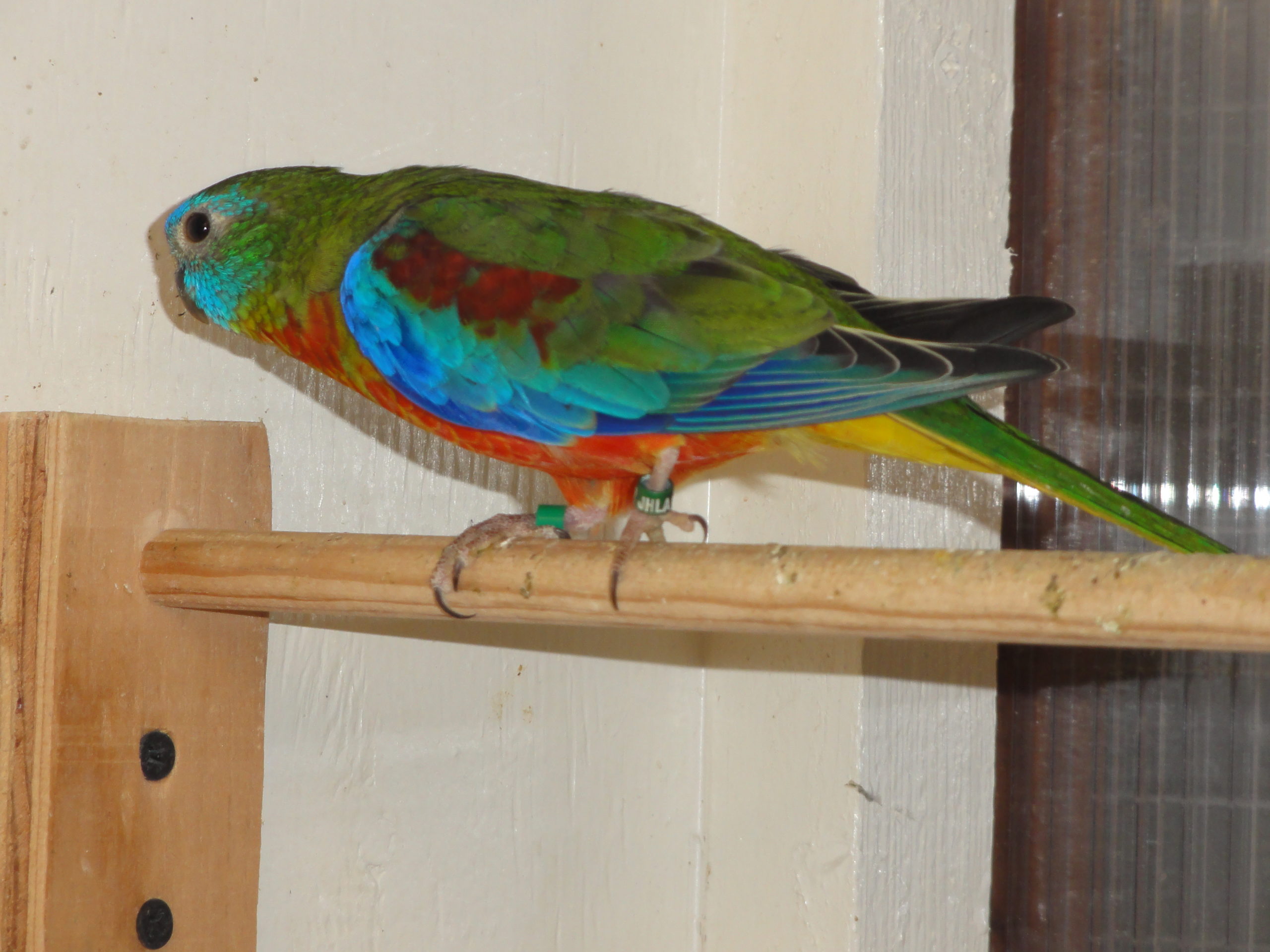 #72 turquoisine (normal / dilute, opaline 1.0) - Lantana Aviary