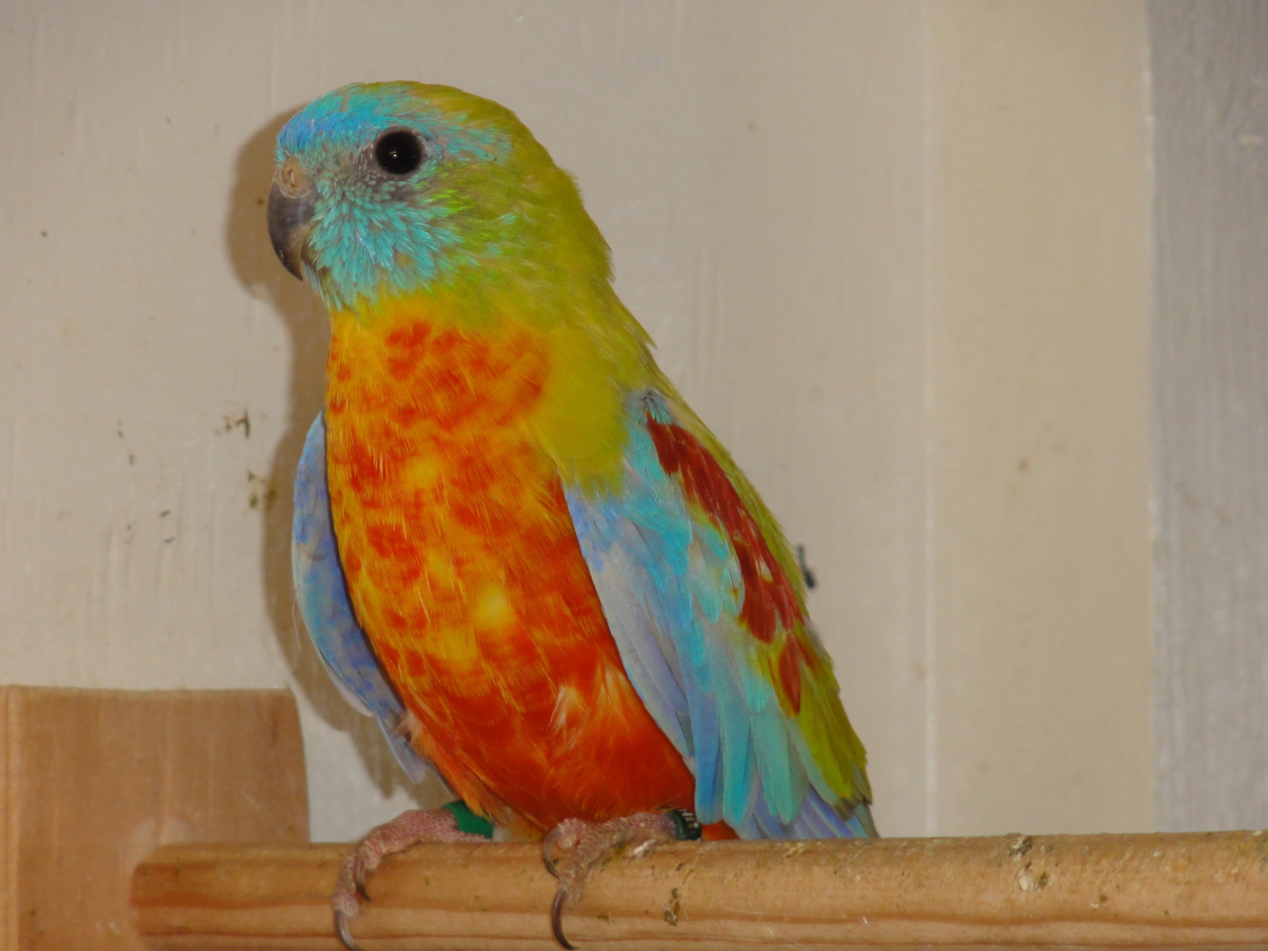 #61 turquoisine (dilute / opaline 1.0) - Lantana Aviary