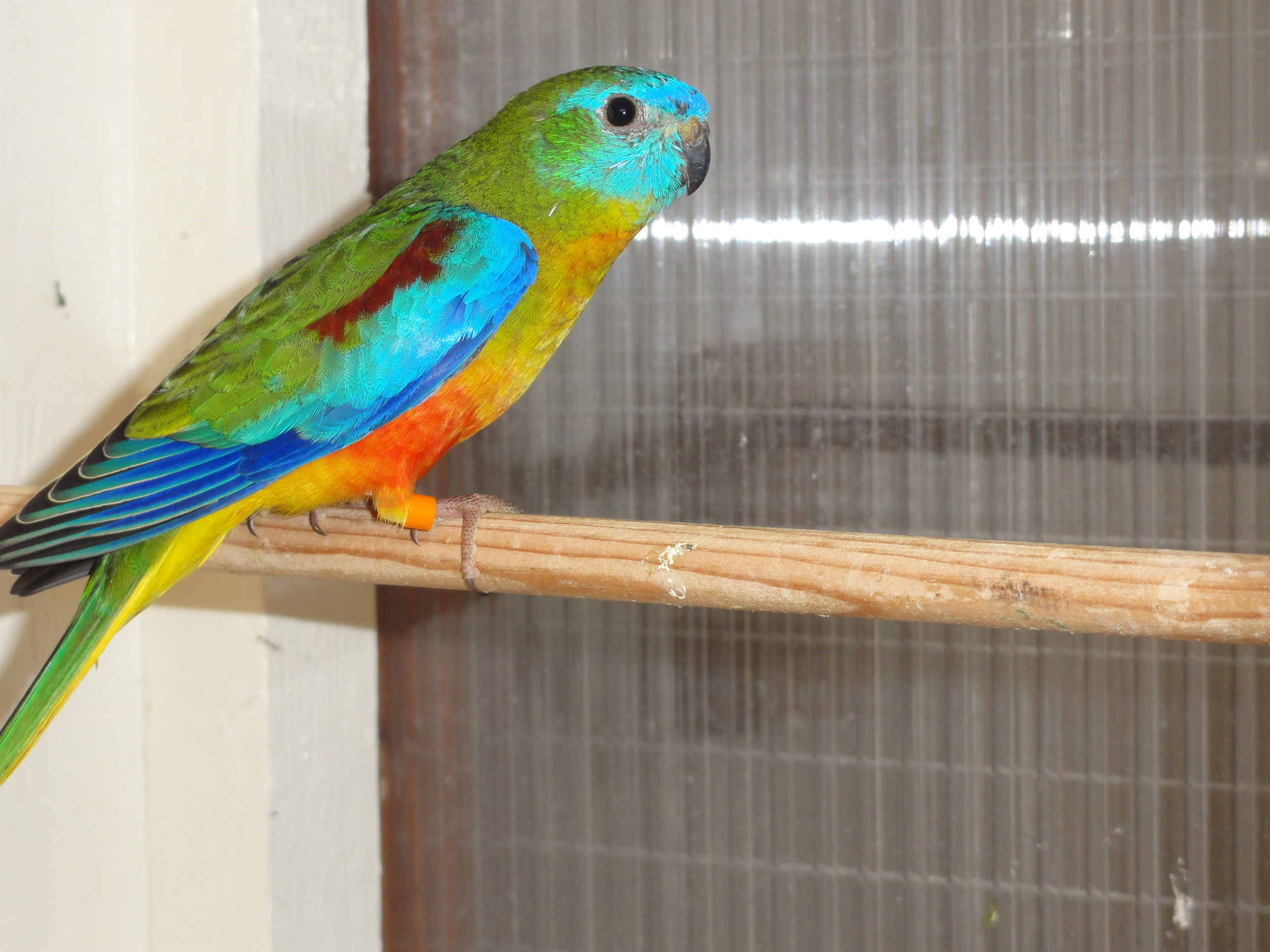 #70 turquoisine (normal / dilute, opaline 1.0) - Lantana Aviary