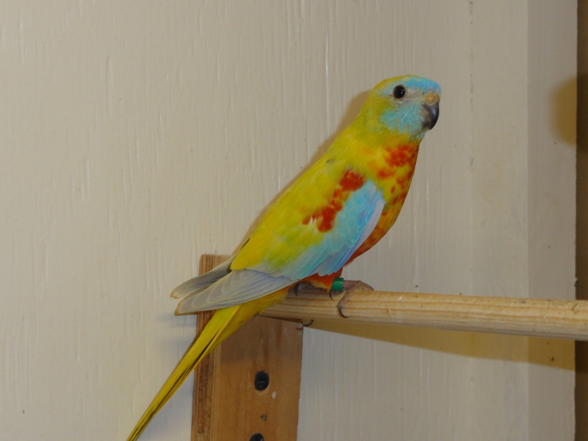 #58 turquoisine (dilute / opaline 1.0) - Lantana Aviary