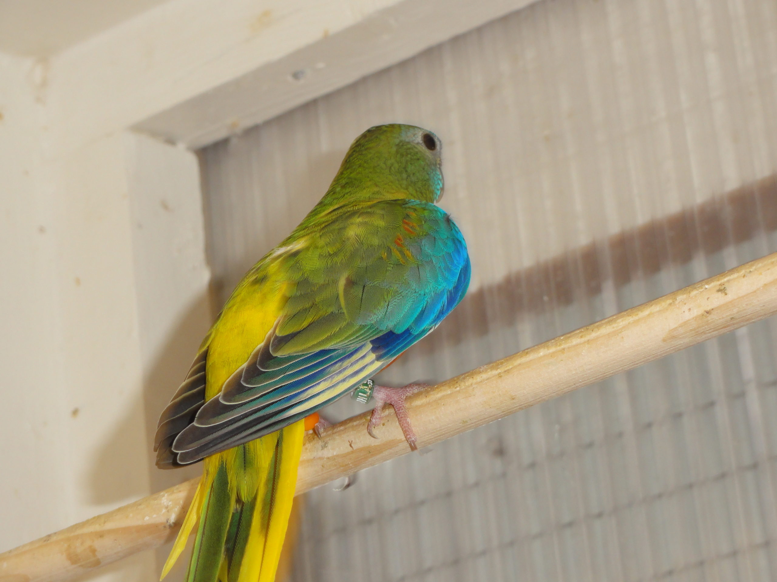 #64 turquoisine (normal, opaline / dilute 0.1) - Lantana Aviary