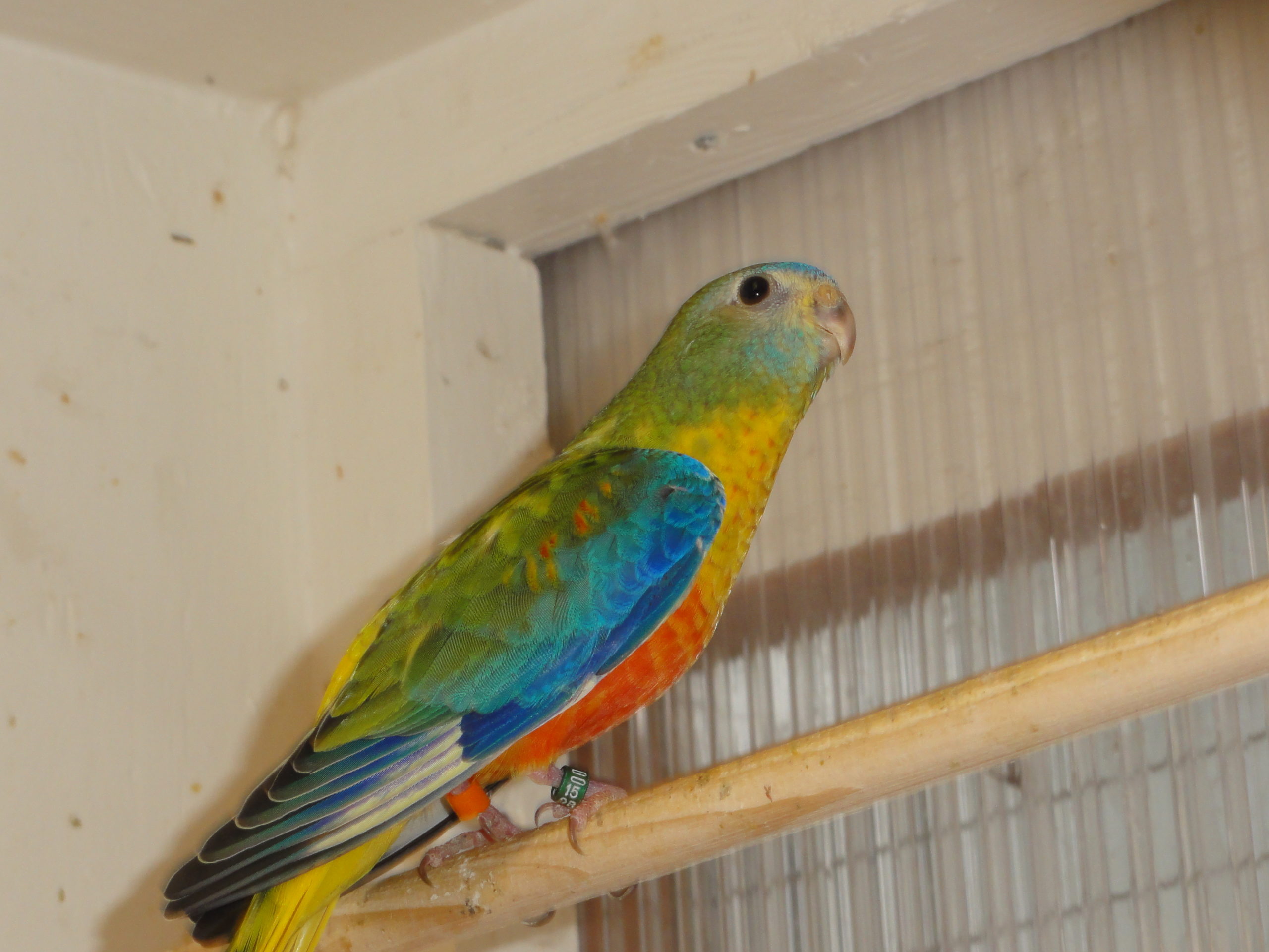 #64 turquoisine (normal, opaline / dilute 0.1) - Lantana Aviary